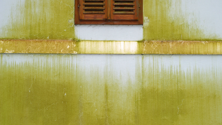 Can You Paint Over Algae On Walls - Right Wash